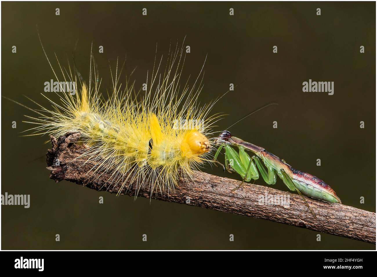 Small insects in a park in Ho Chi Minh City Stock Photo - Alamy