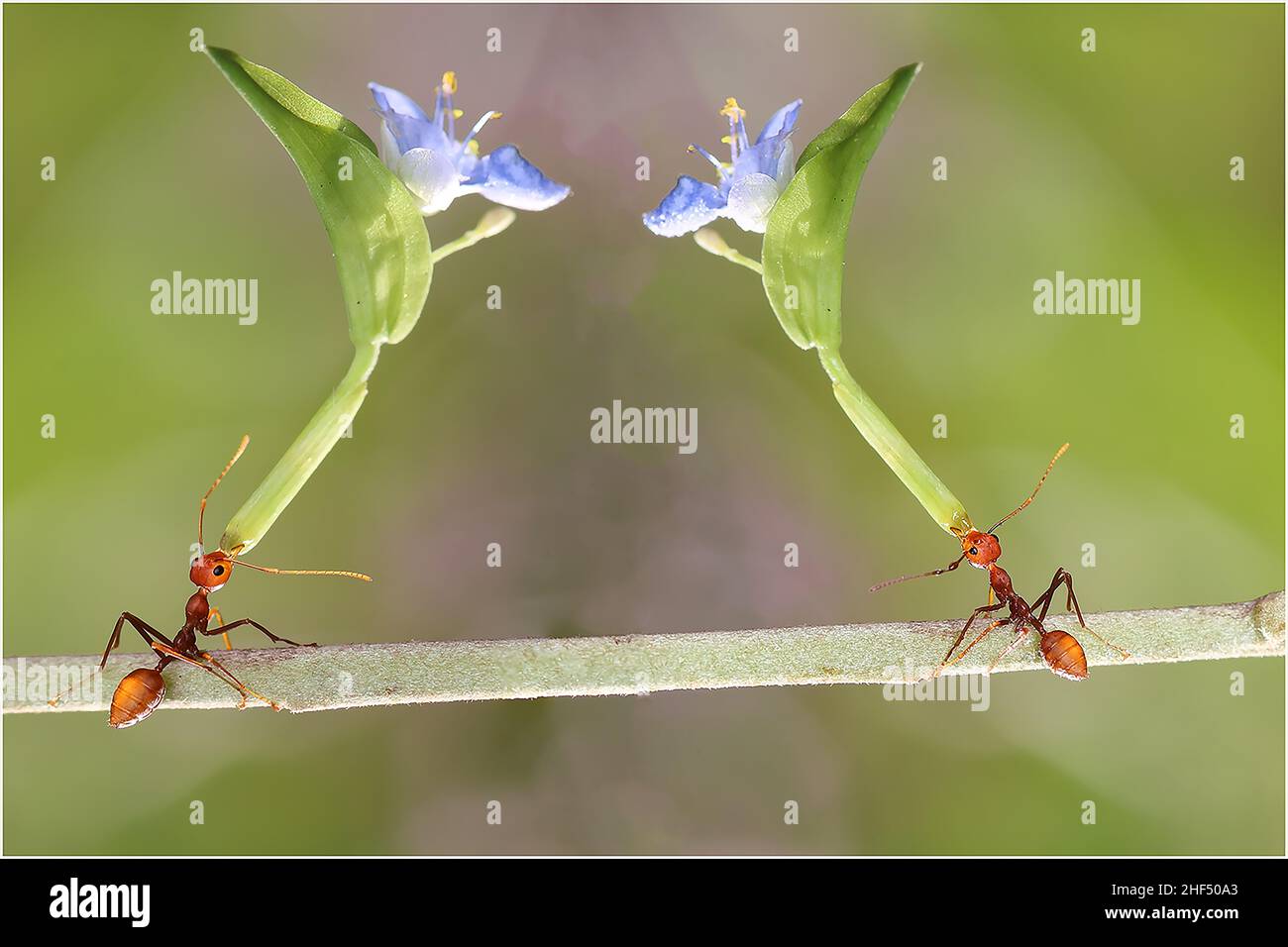 Lovely ants in a park in Ho Chi Minh City Stock Photo - Alamy