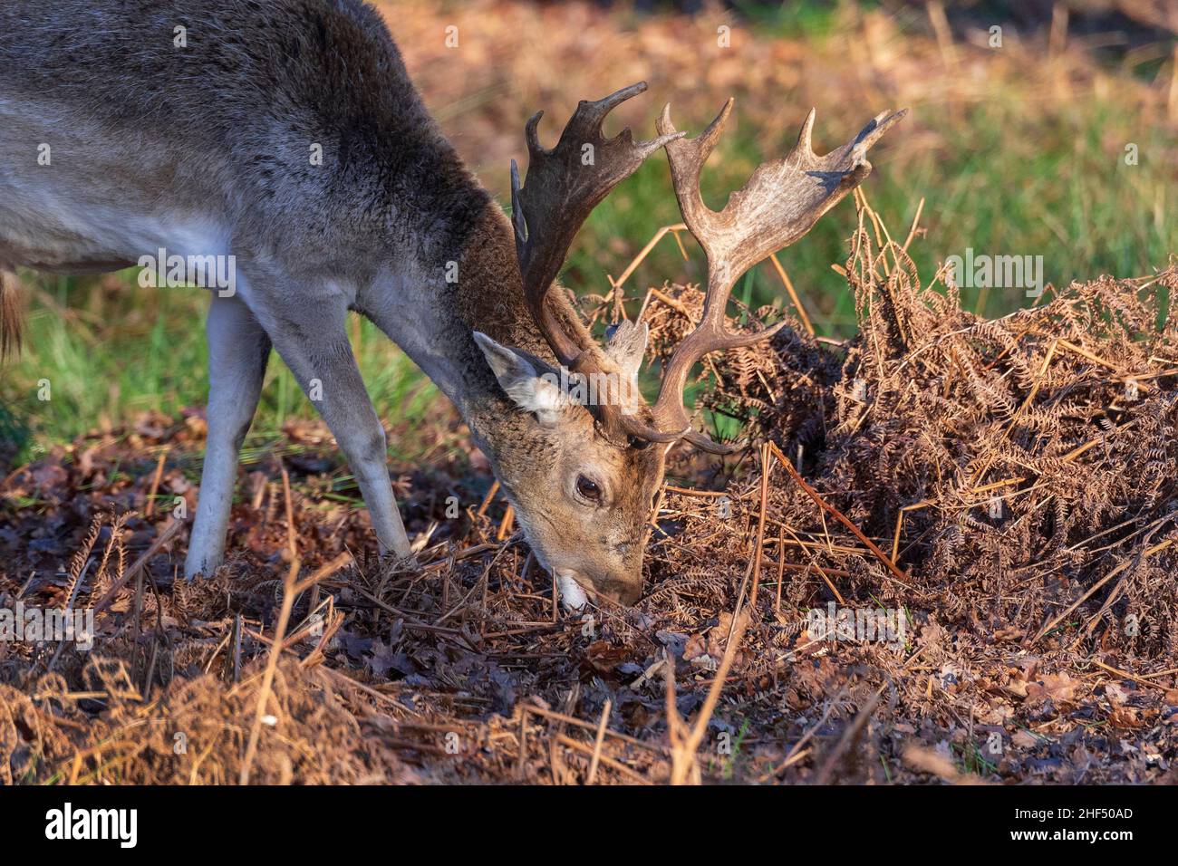 Common fallow deer in hi-res stock photography and images - Alamy