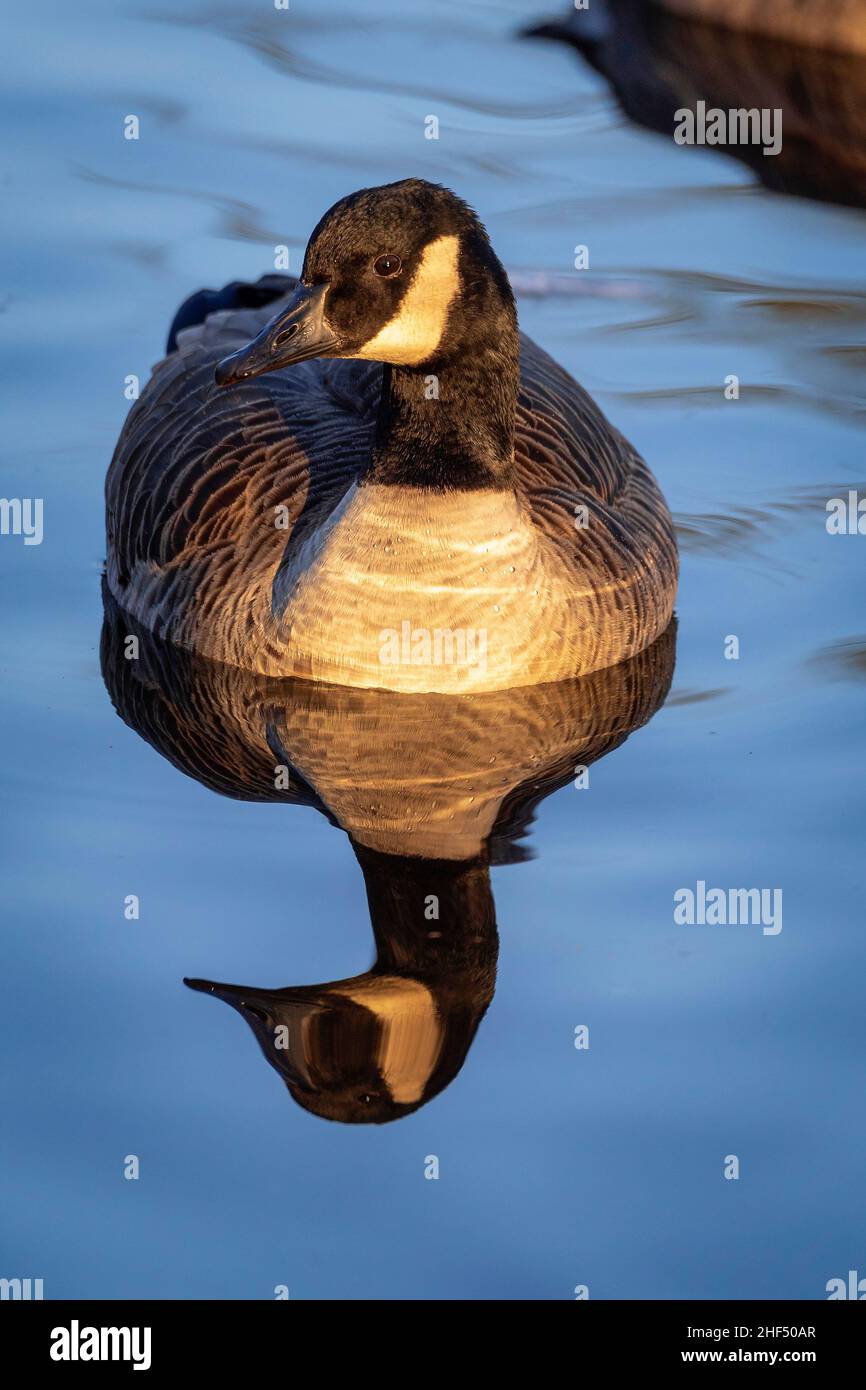 Canada goose floating on its own reflection in a flat calm pond Stock ...