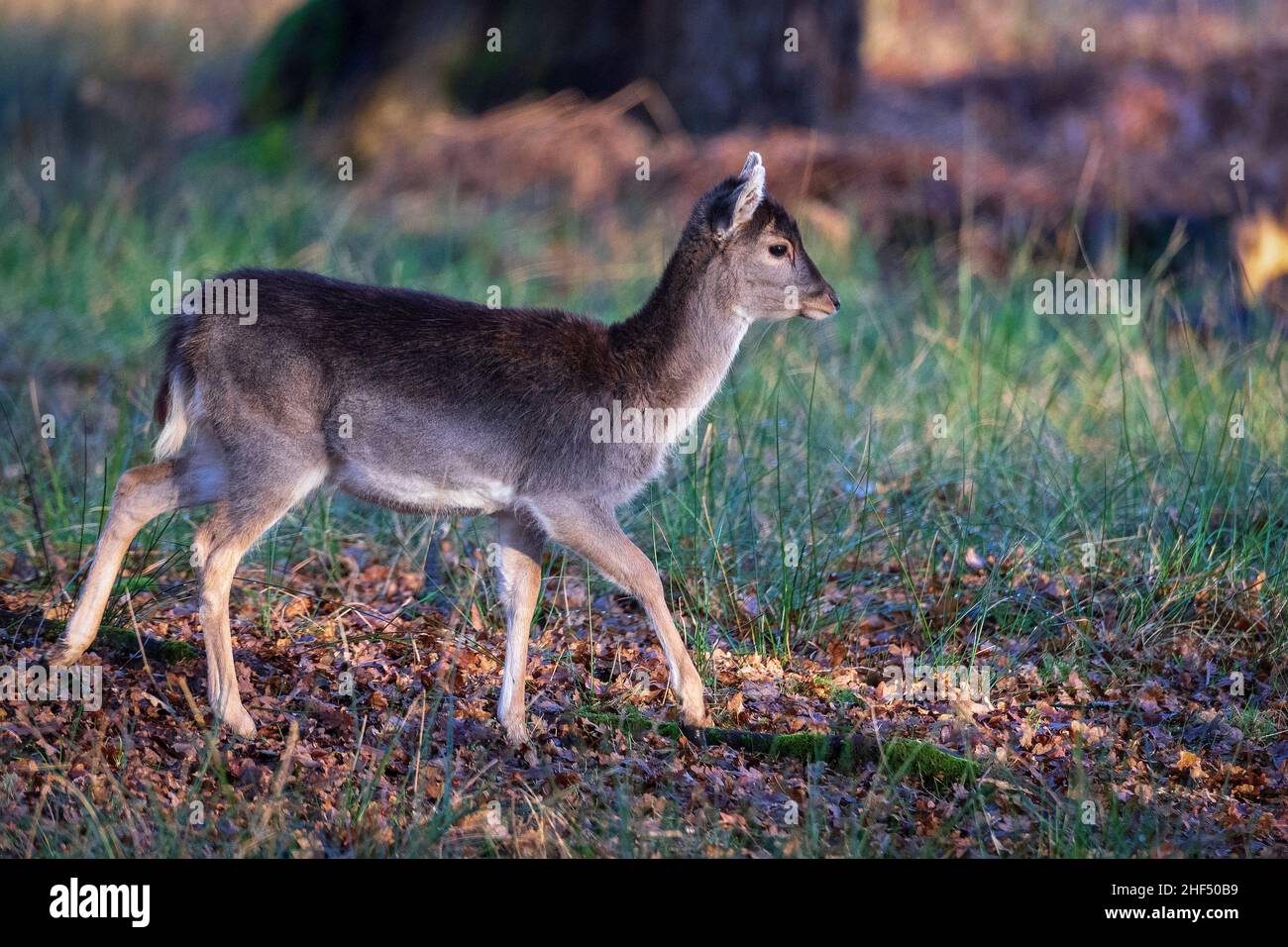 Young Fallow deer hind in woodland setting Stock Photo - Alamy
