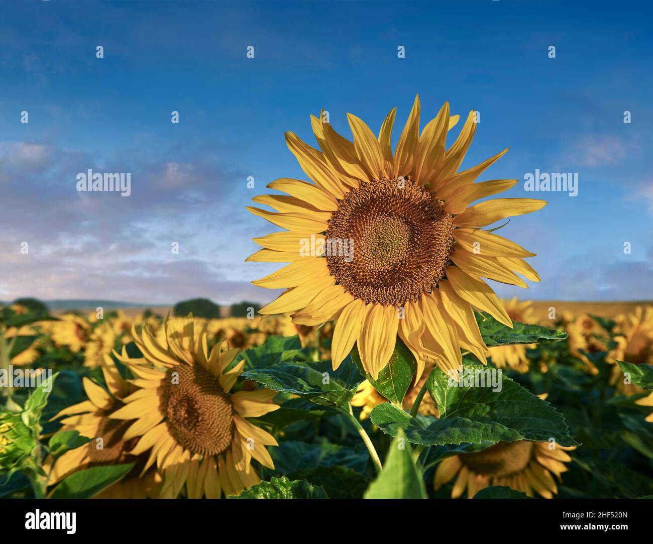 Sunflower heads flowering in a filed of sunflowers in early moring sun ...