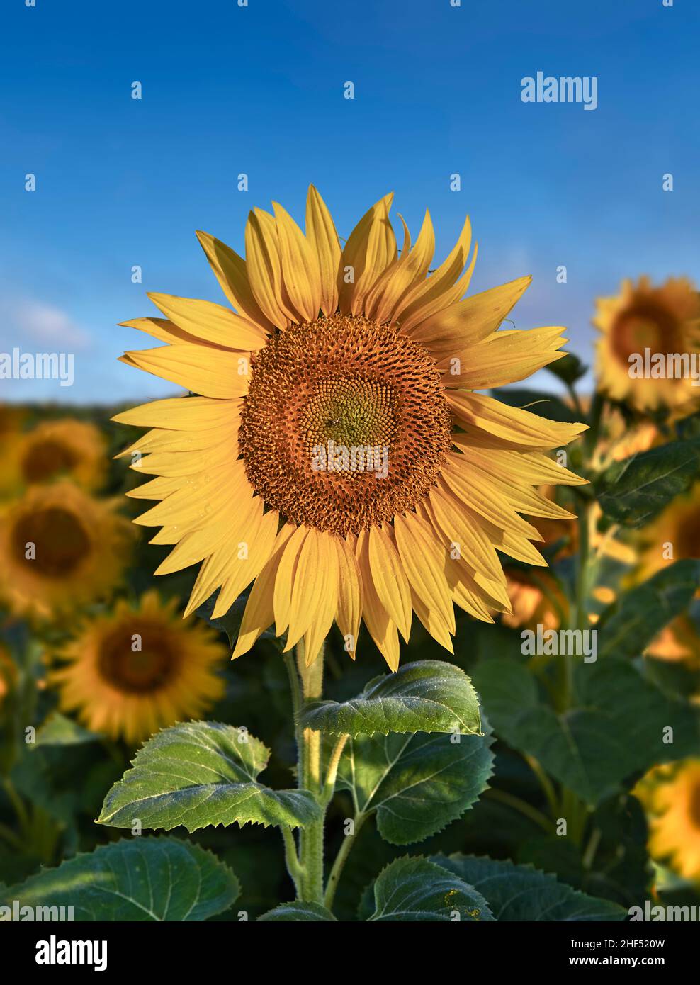 Sunflower heads flowering in a filed of sunflowers in early moring sun ...