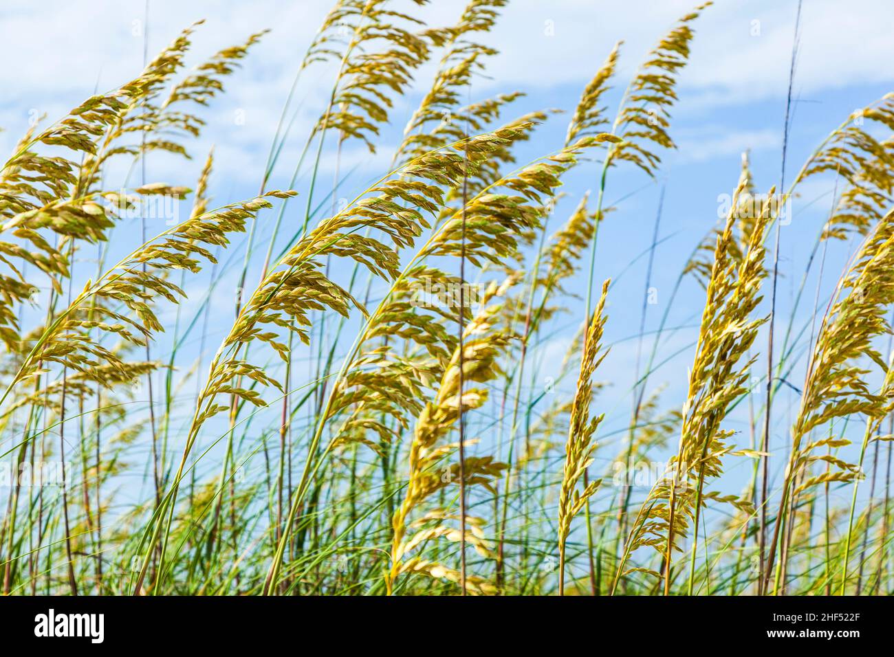 Detail of the beach grass hi-res stock photography and images - Alamy