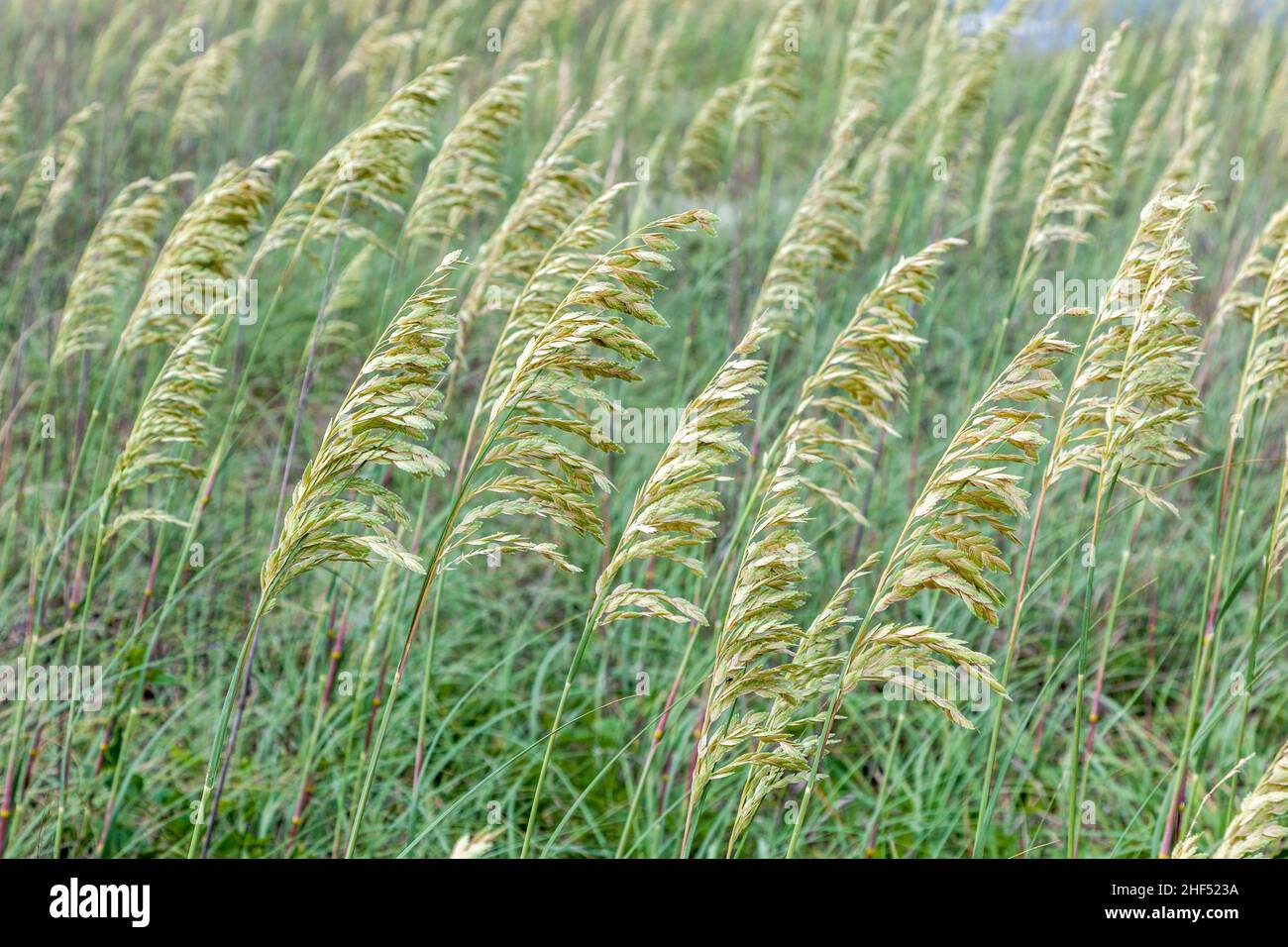 detail of reed grass at the dune Stock Photo - Alamy
