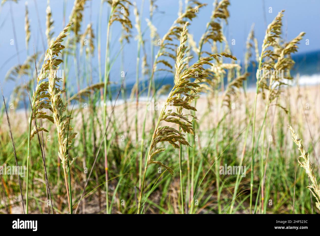 Detail of the beach grass hi-res stock photography and images - Alamy