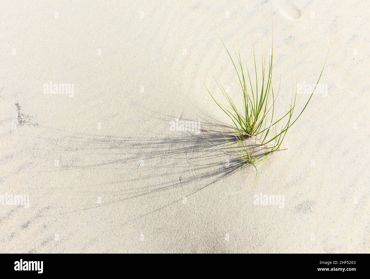 Wind blown grass on fine sand dune Stock Photo - Alamy