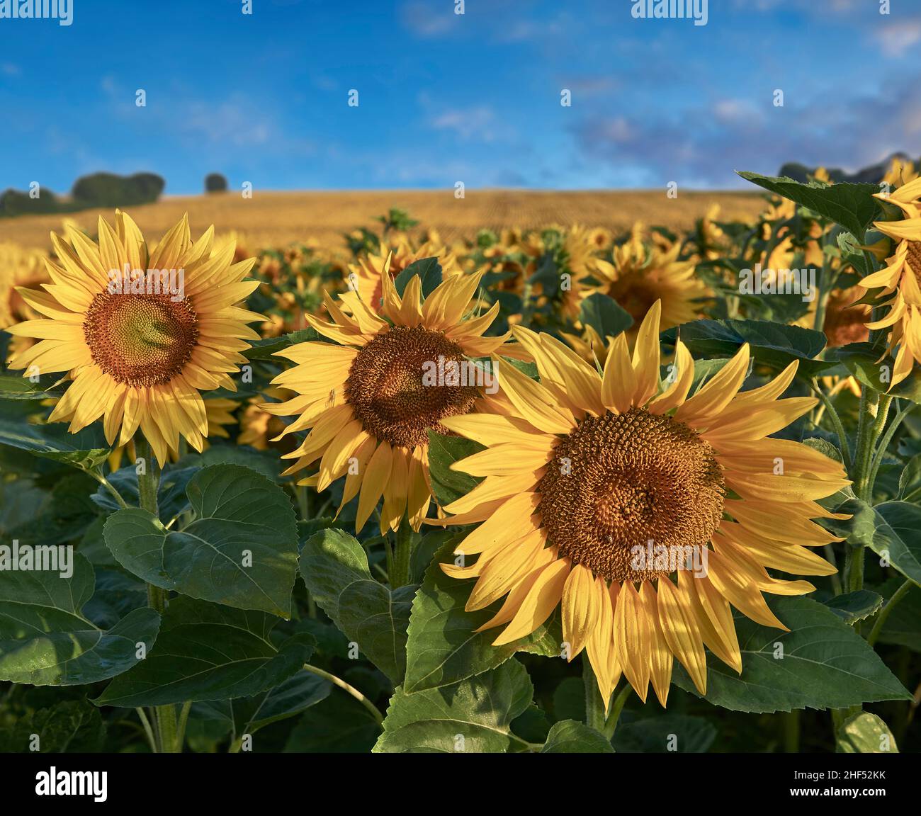 Sunflower heads flowering in a filed of sunflowers in early moring sun ...