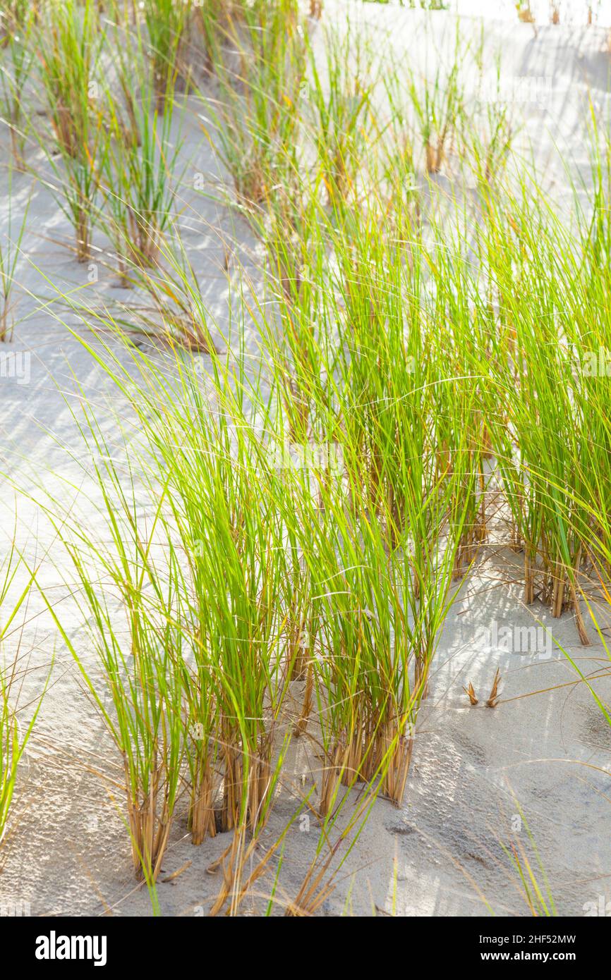 Wind blown grass on fine sand dune Stock Photo - Alamy