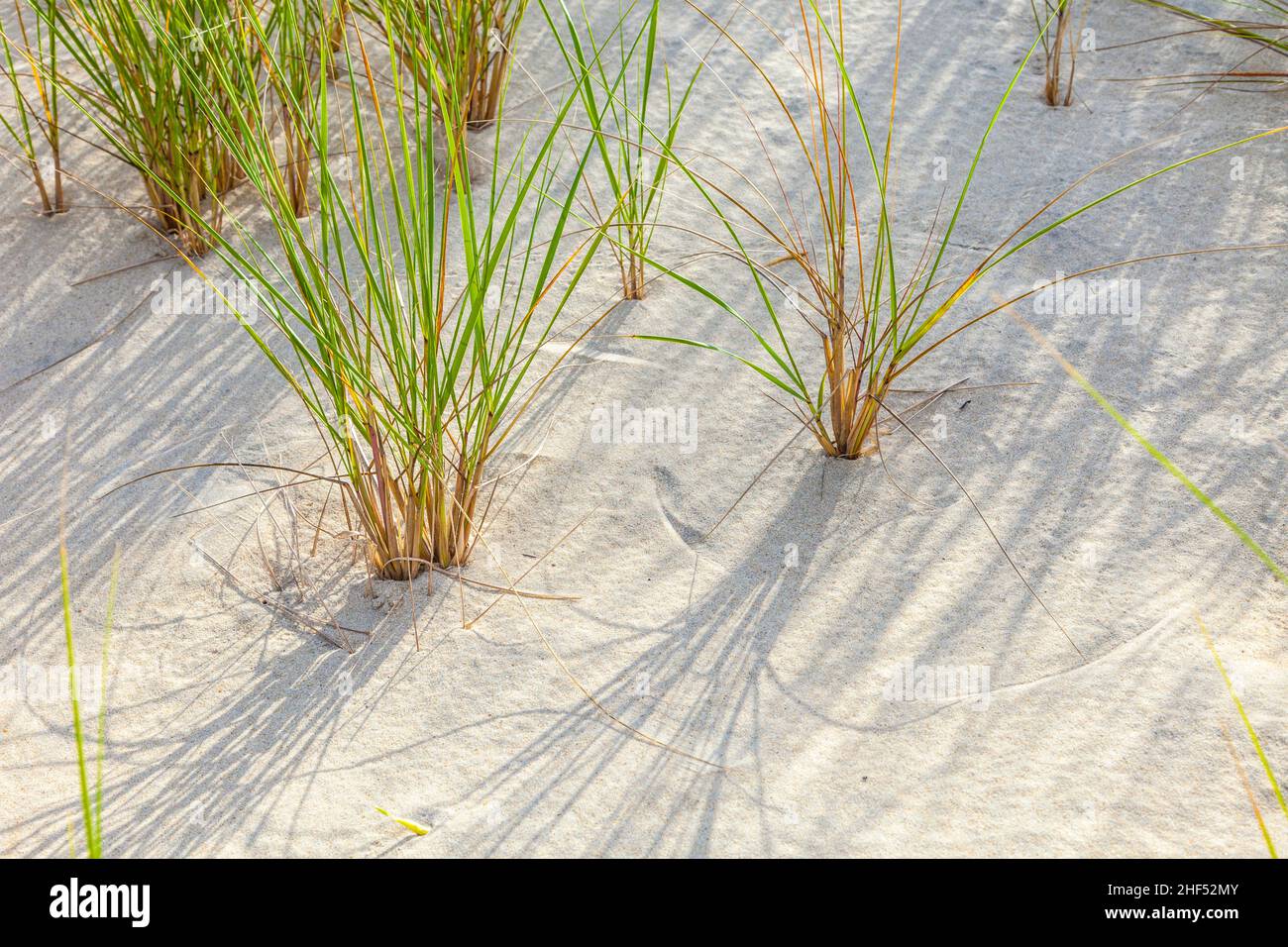 Wind blown grass on fine sand dune Stock Photo - Alamy