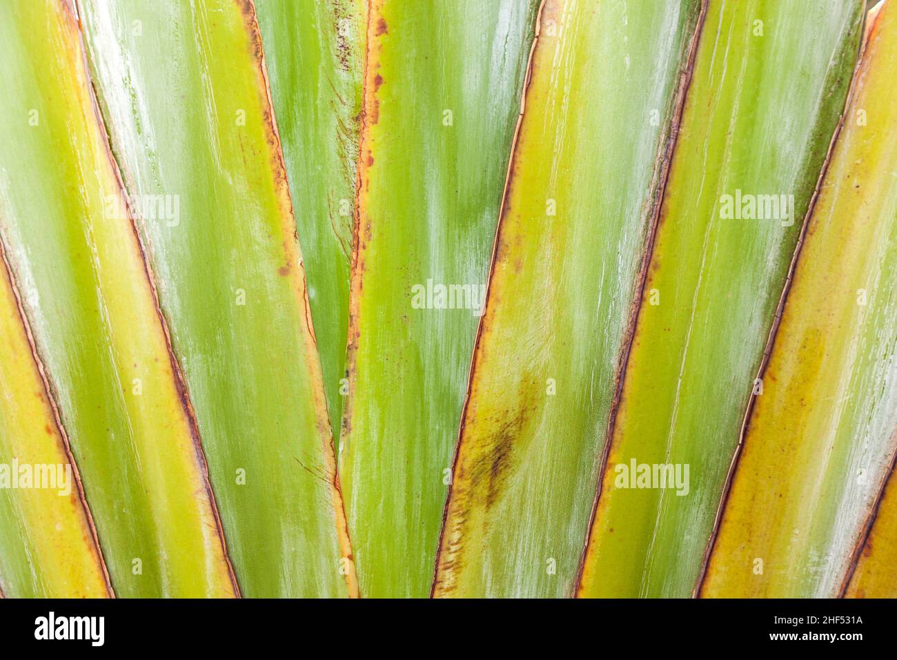 Sharp pointed agave plant leaves Stock Photo - Alamy