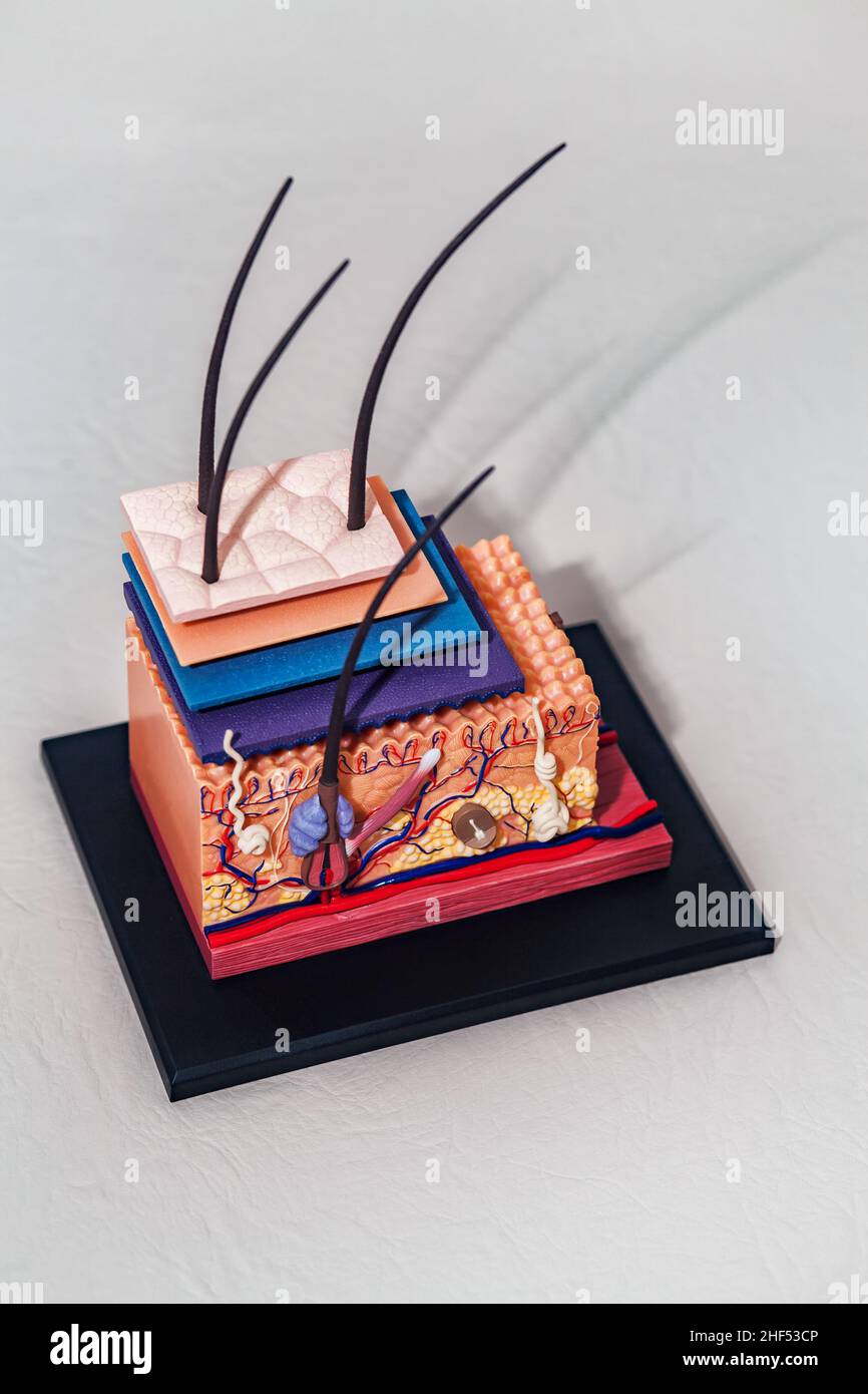 Pastic model of skin structure with hair for education Stock Photo - Alamy
