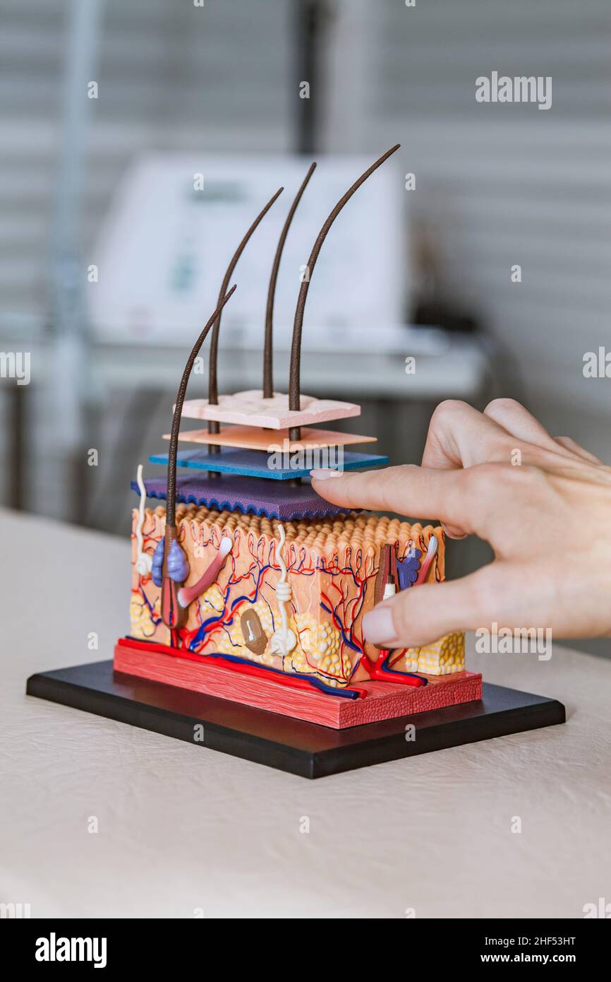 A female cosmetologist shows the layers on the plastic model of human ...