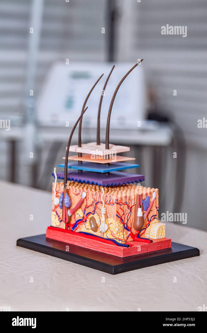 Pastic model of skin structure with hair for education in the ...