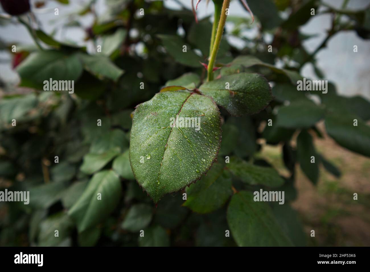 a green leaf of Chinese rose Stock Photo - Alamy
