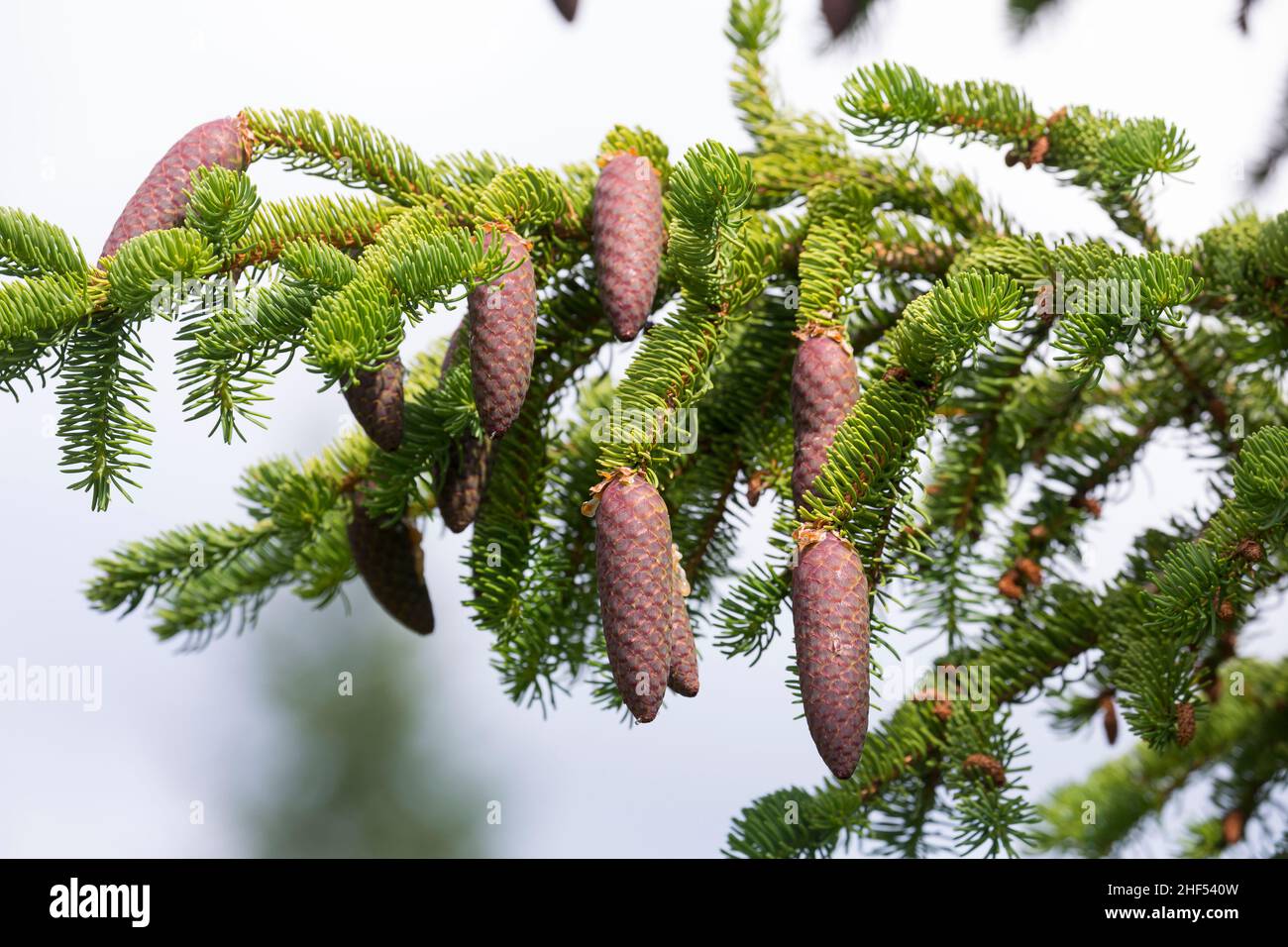 Fichte, Zapfen, Fichtenzapfen, Fichten-Zapfen, Fichten, Gewöhnliche ...
