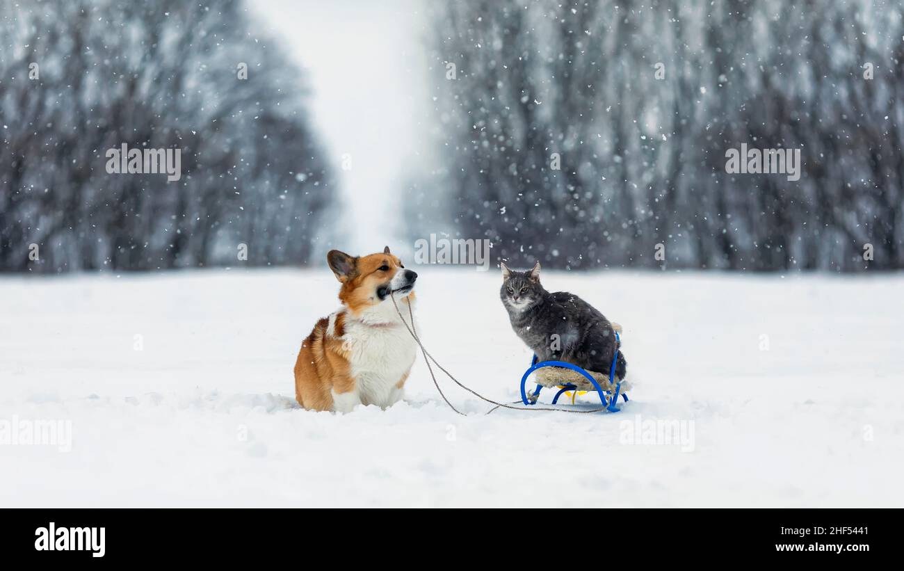 furry friends dog corgi carries a striped cat on a sled in winter park ...