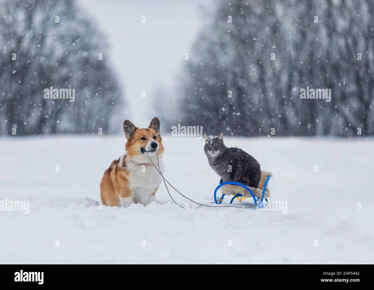 fluffy friends dog corgi carries a striped cat on a sled Stock Photo ...