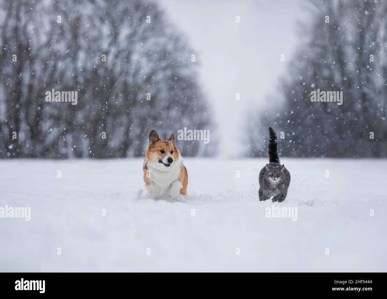 Funny Dog In Deep Snow