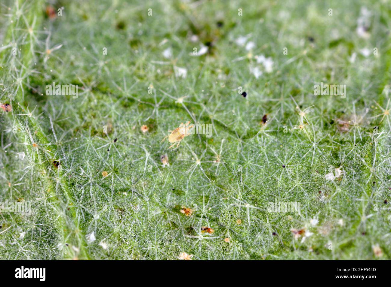 Two-spotted Spider mite Tetranychus urticae on the underside of the ...
