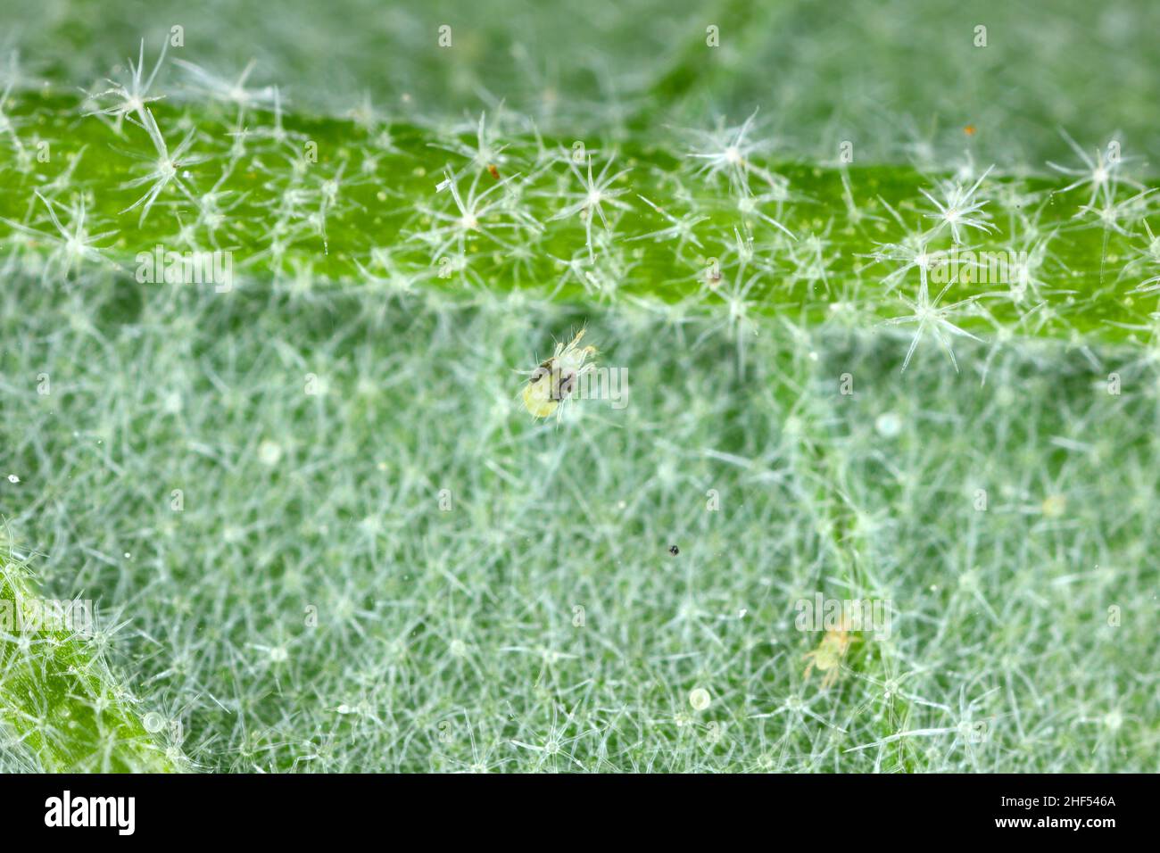 Two-spotted Spider mite Tetranychus urticae on the underside of the ...