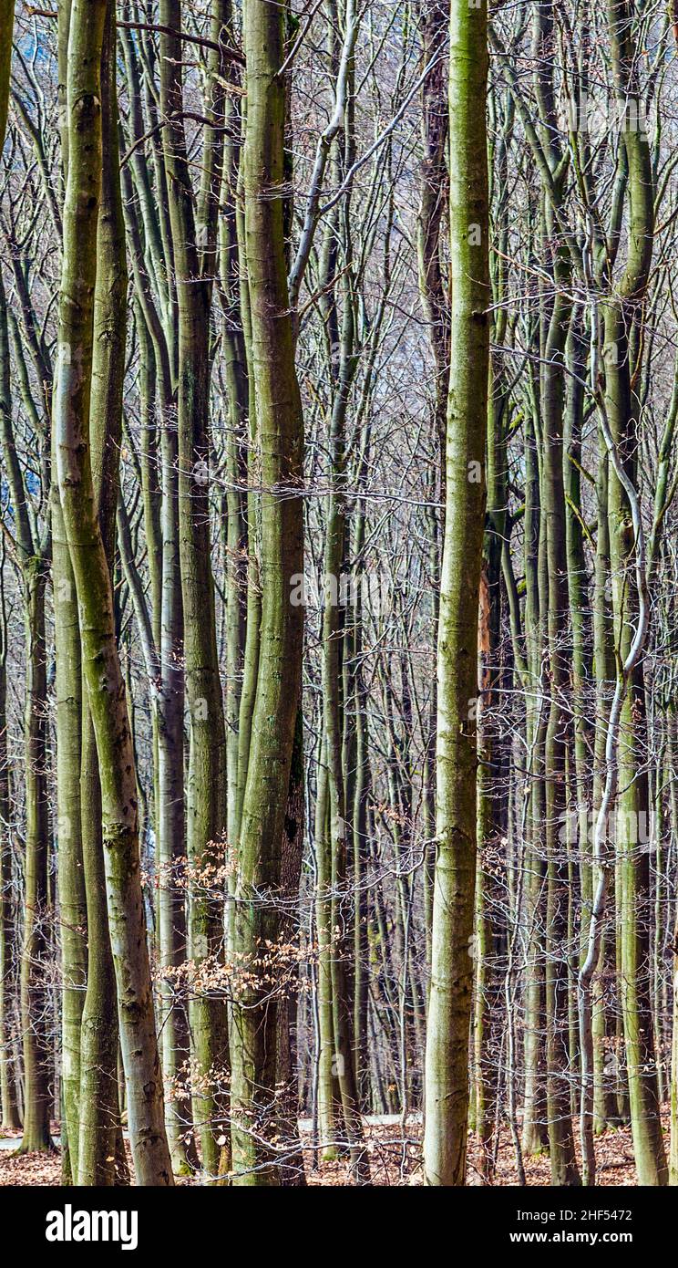 autumn Forest with trees growing in a row Stock Photo - Alamy