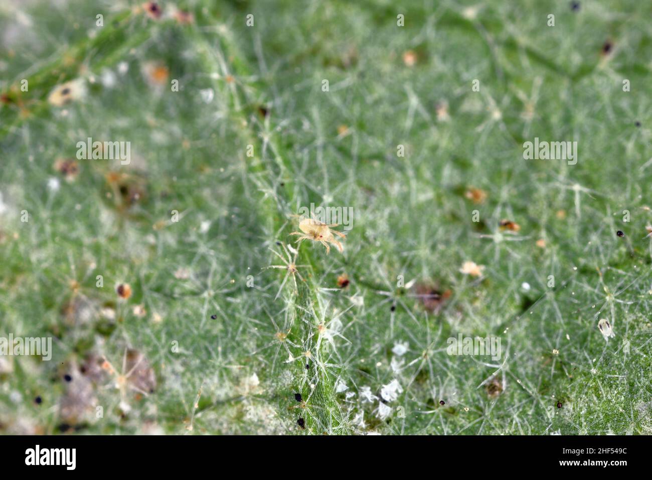 Two-spotted Spider mite Tetranychus urticae on the underside of the ...