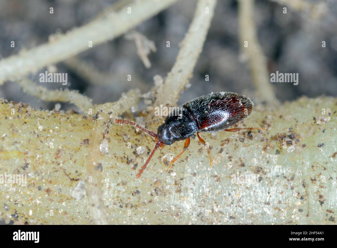 Mangold beetle hi-res stock photography and images - Alamy