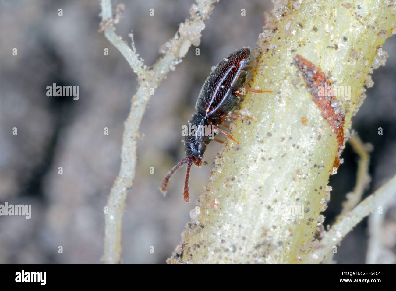 Pygmy mangold beetle - Atomaria linearis on the root of sugar beets. It ...