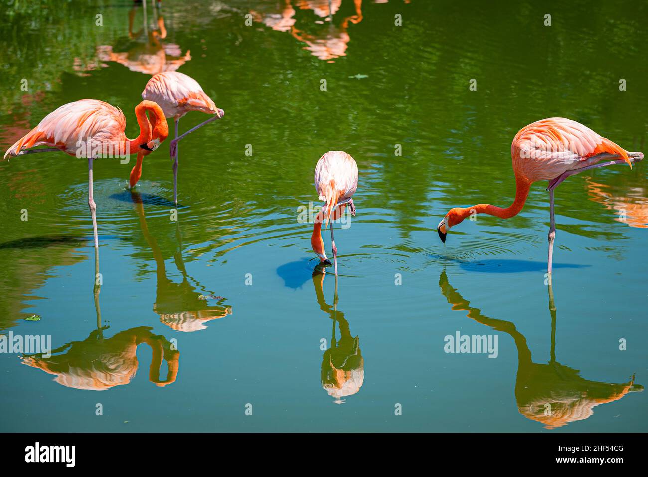 flamingo, is the national symbol of Bahamas Stock Photo - Alamy