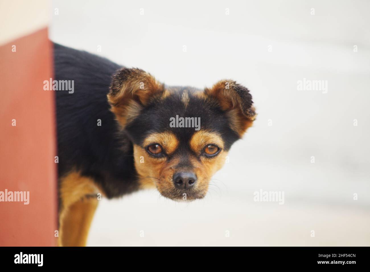 Curious pet dog hi-res stock photography and images - Alamy