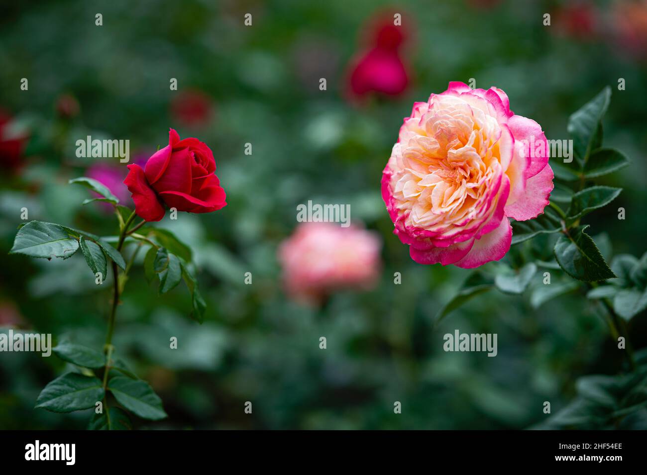 Roses in the park in Ho Chi Minh City Stock Photo - Alamy
