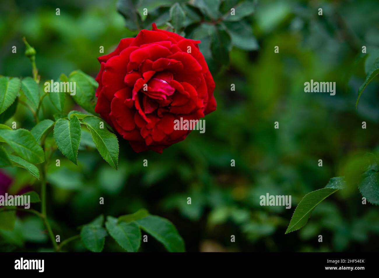 Roses in the park in Ho Chi Minh City Stock Photo - Alamy