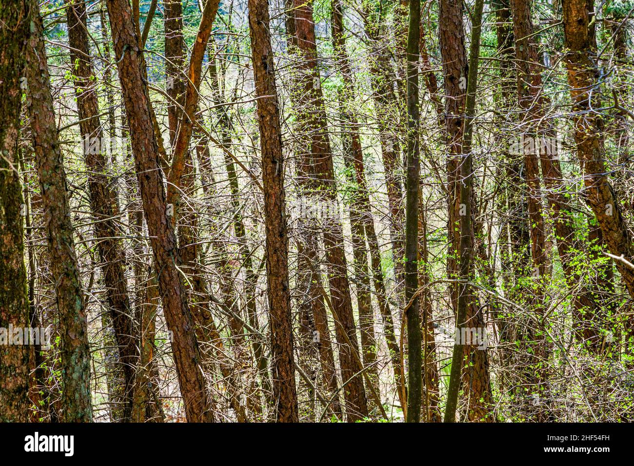 beautiful trees in the wild forest Stock Photo - Alamy