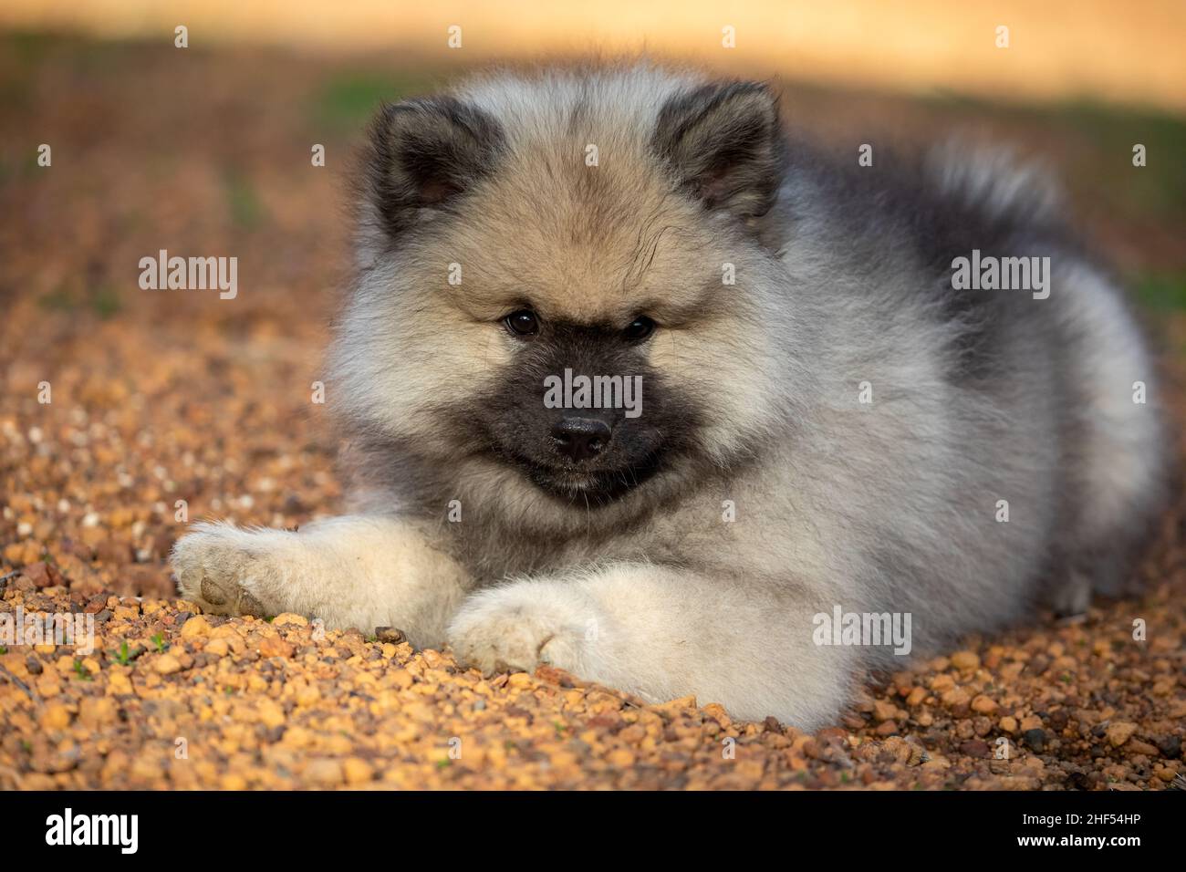 Cute Keeshond Puppy Stock Photo - Alamy