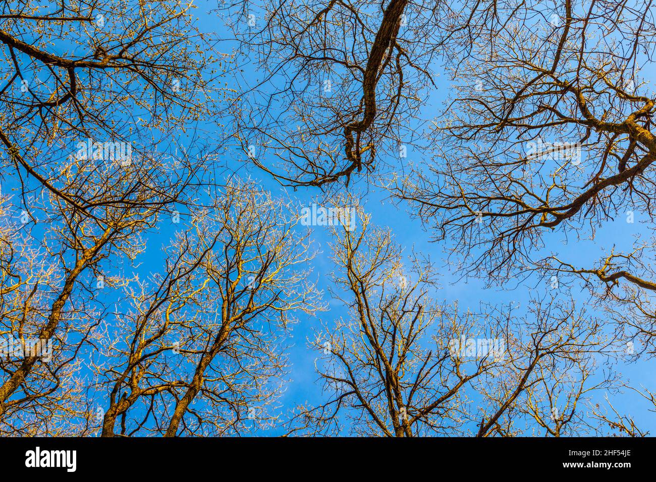 beautiful trees in the wild forest Stock Photo - Alamy