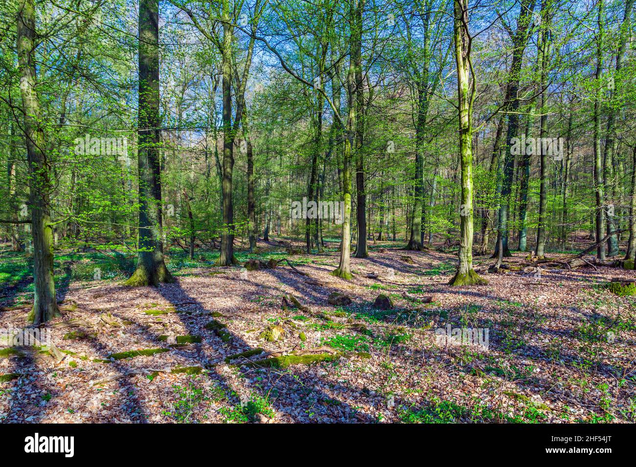 beautiful trees in the wild forest Stock Photo - Alamy