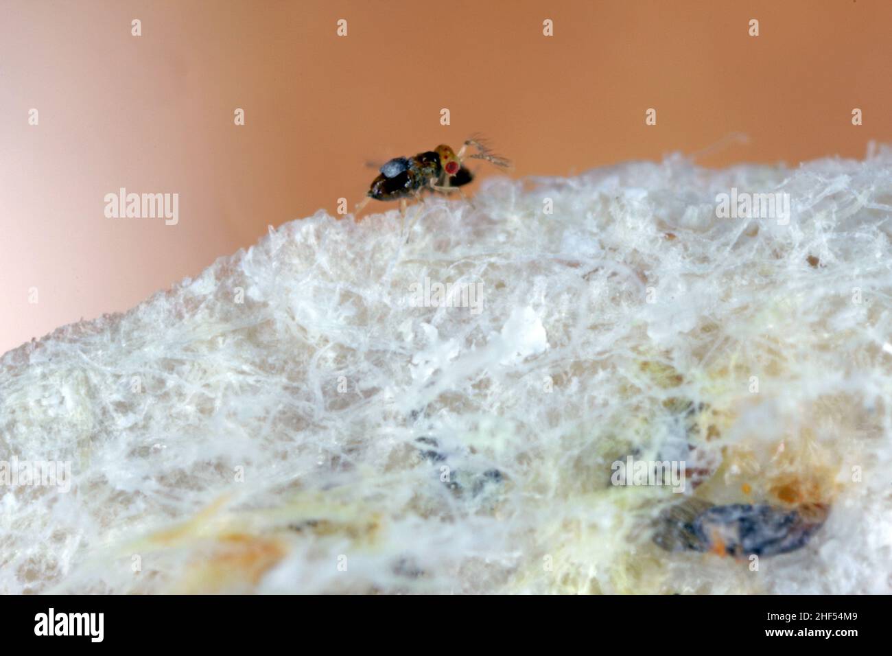 Trichogramma egg parasitoids are successfully used for biological ...