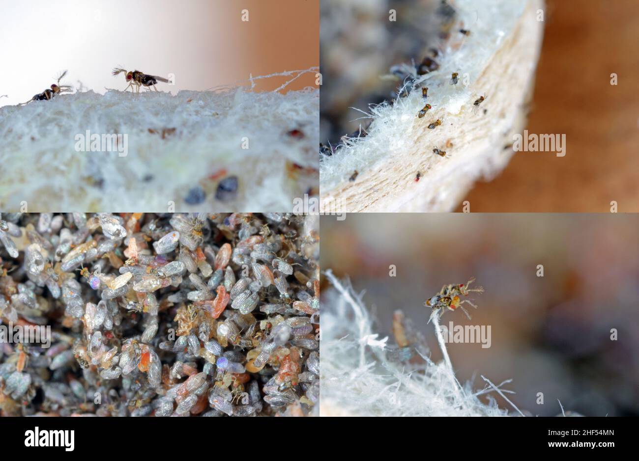 Trichogramma egg parasitoids are successfully used for biological ...