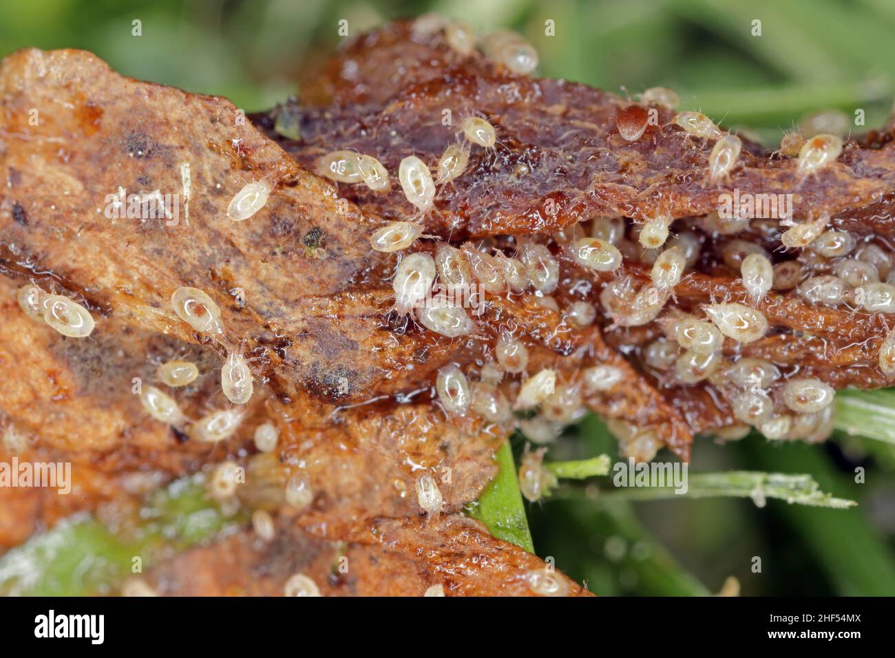 Magnification of tiny mites from Acaridae family Stock Photo - Alamy