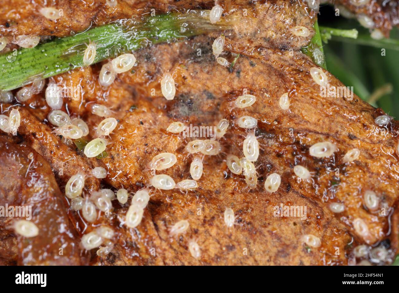 Food animal science mites hi-res stock photography and images - Alamy