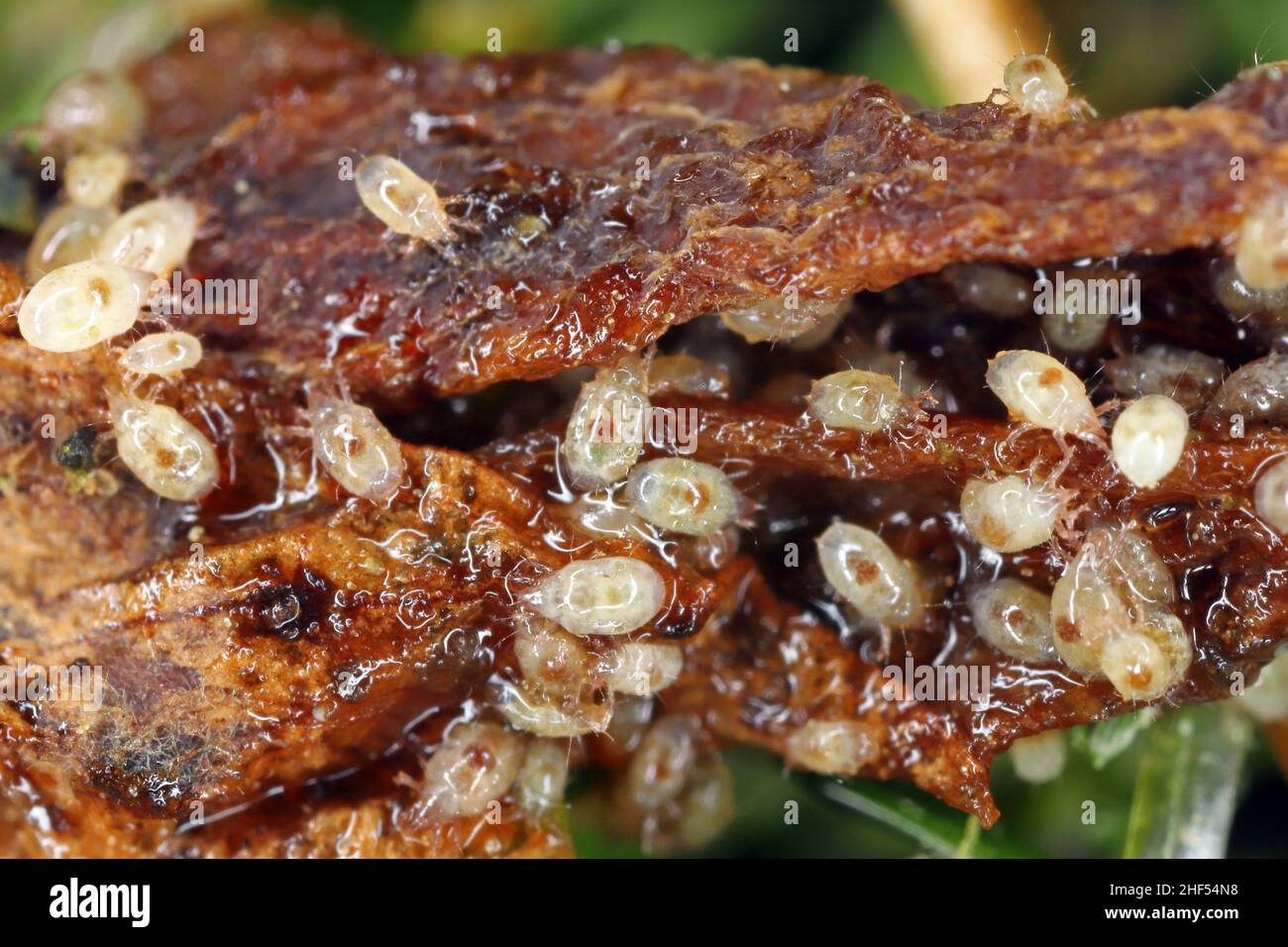 Magnification of tiny mites from Acaridae family Stock Photo - Alamy