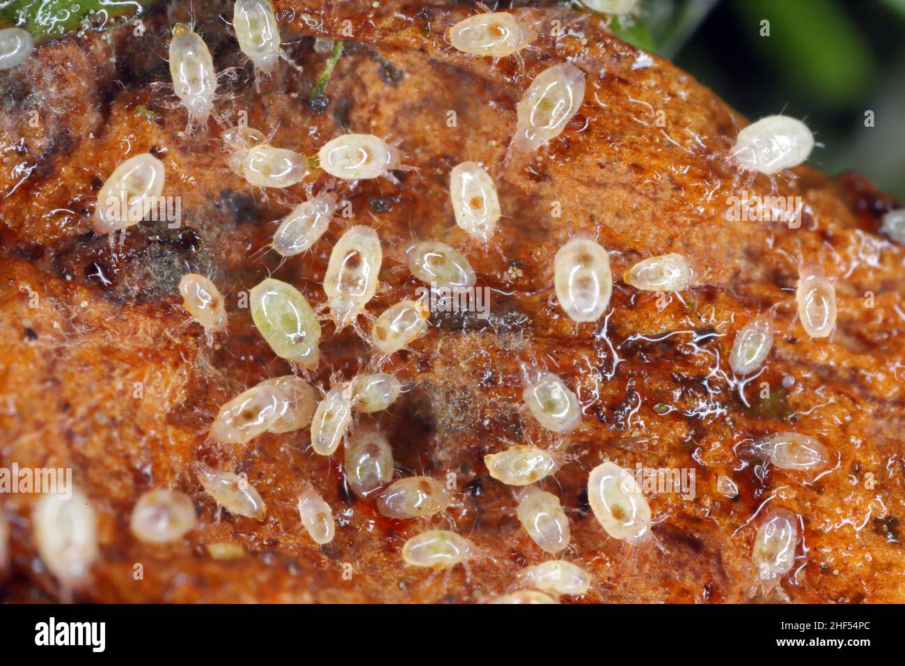 Food animal science mites hi-res stock photography and images - Alamy
