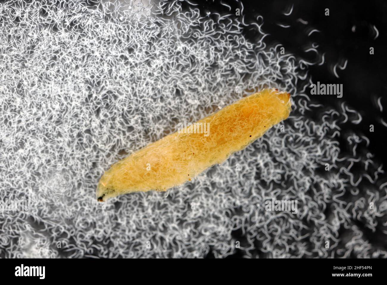 Nematode parasite hi-res stock photography and images - Alamy