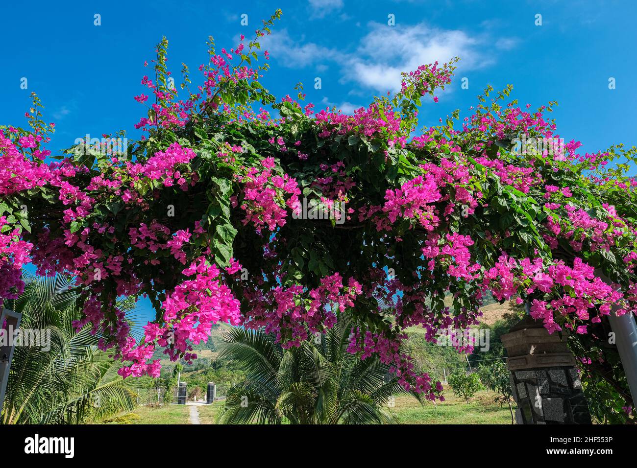 confetti, woody plant, shrub or tree with thorns Stock Photo - Alamy