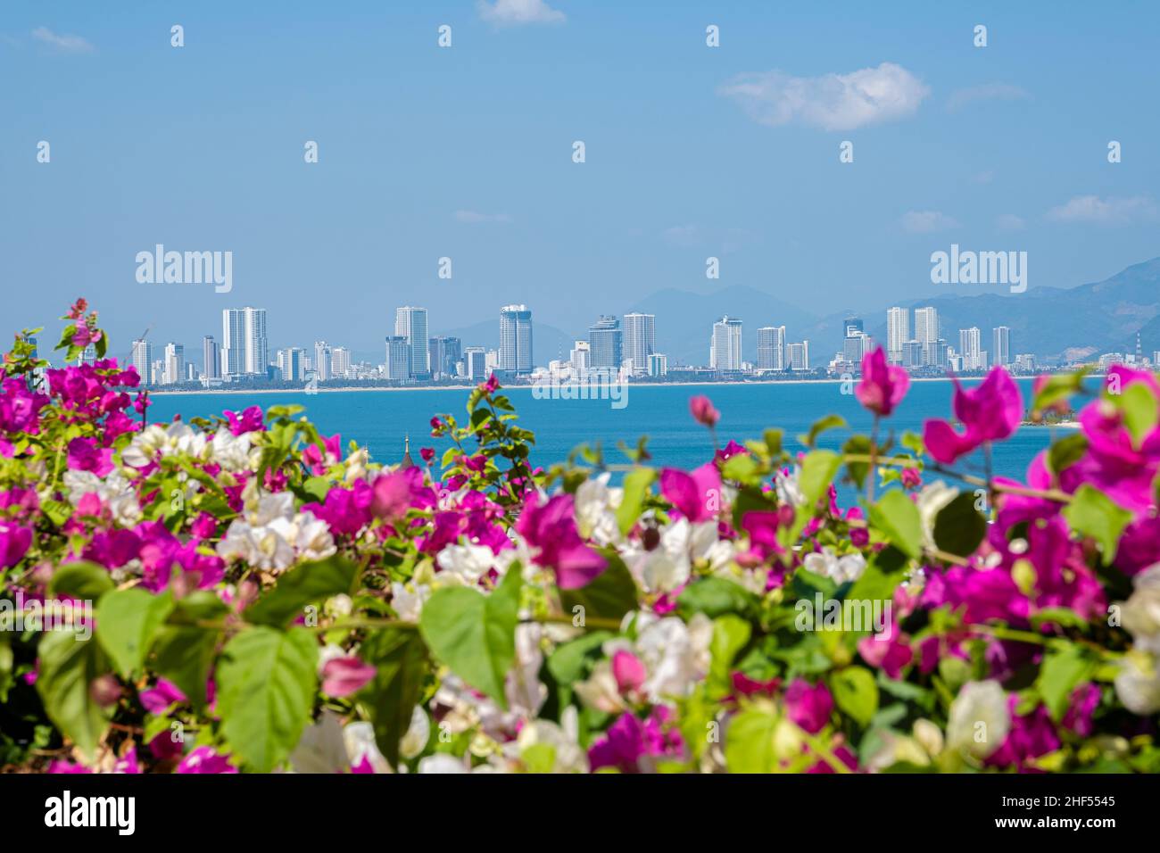 confetti, woody plant, shrub or tree with thorns Stock Photo - Alamy