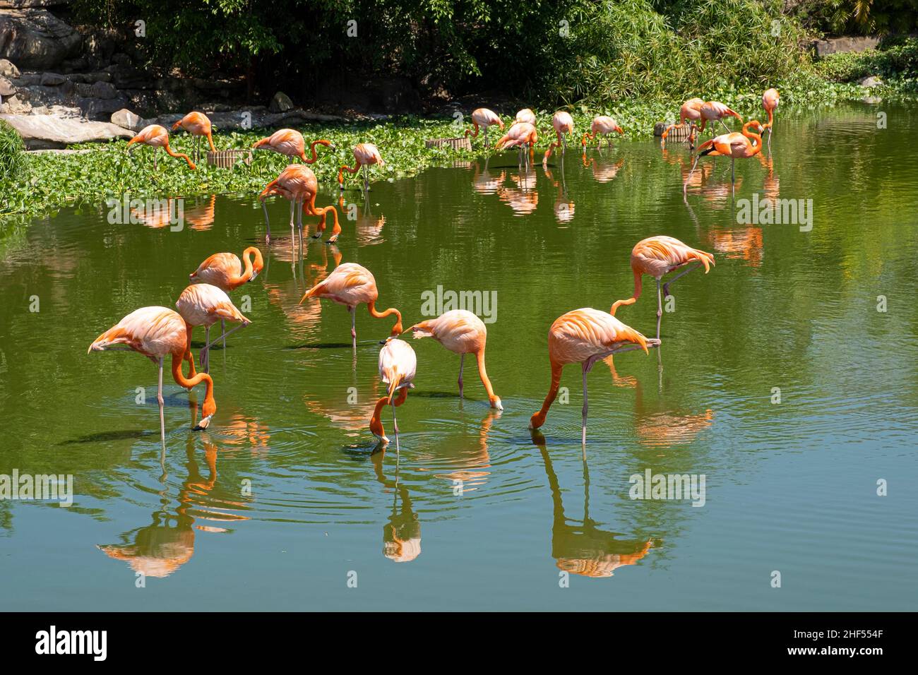 flamingo, is the national symbol of Bahamas Stock Photo - Alamy
