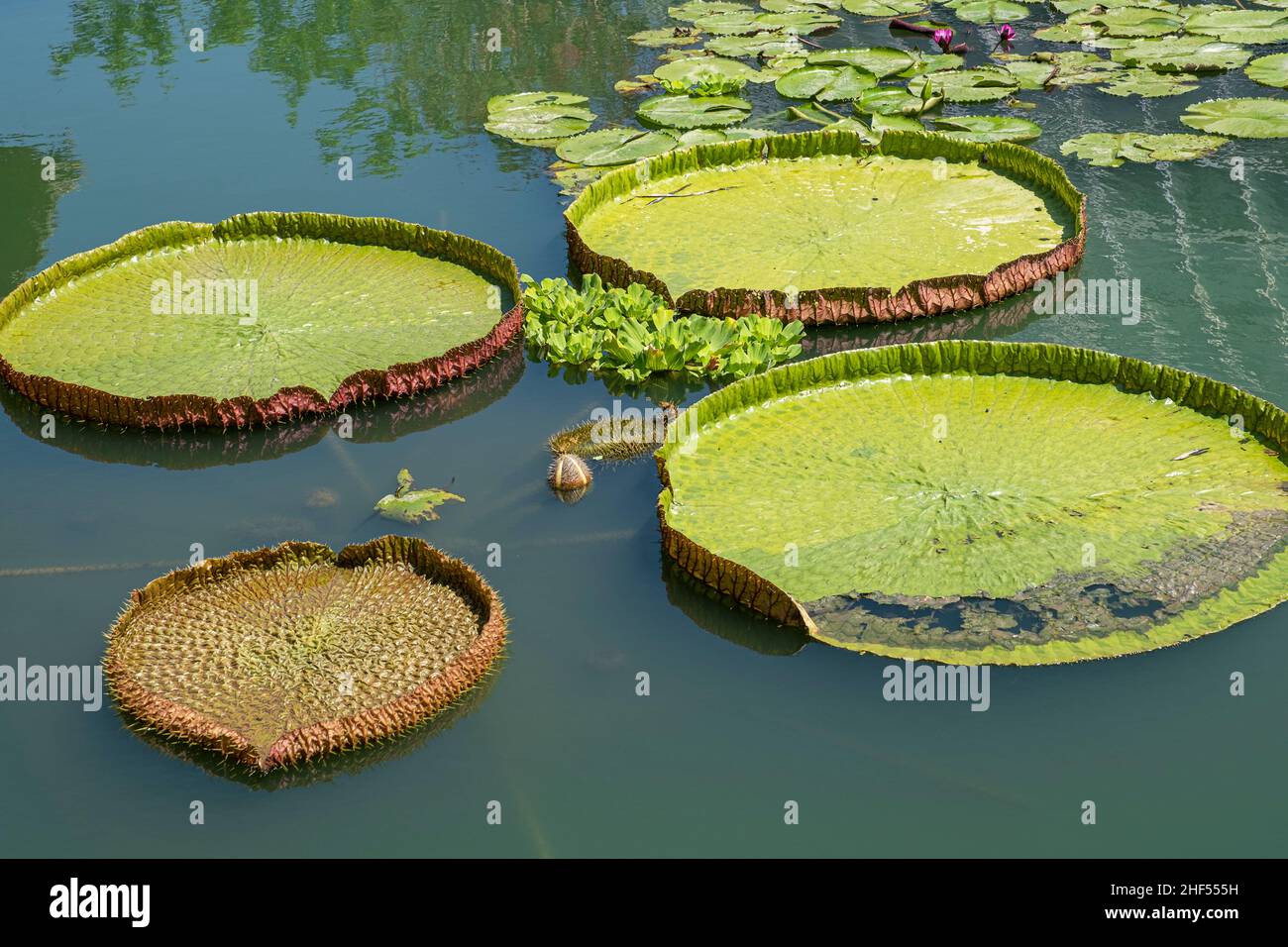 The king lotus, is a lotus of enormous size Stock Photo - Alamy