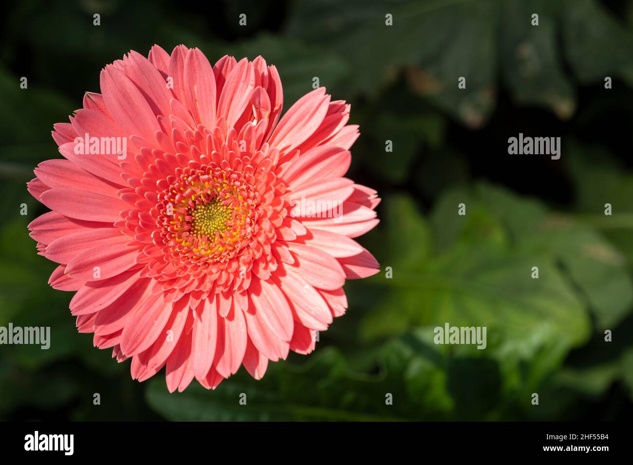Gerbera, Flower with symbolic meaning of happiness and love Stock Photo ...