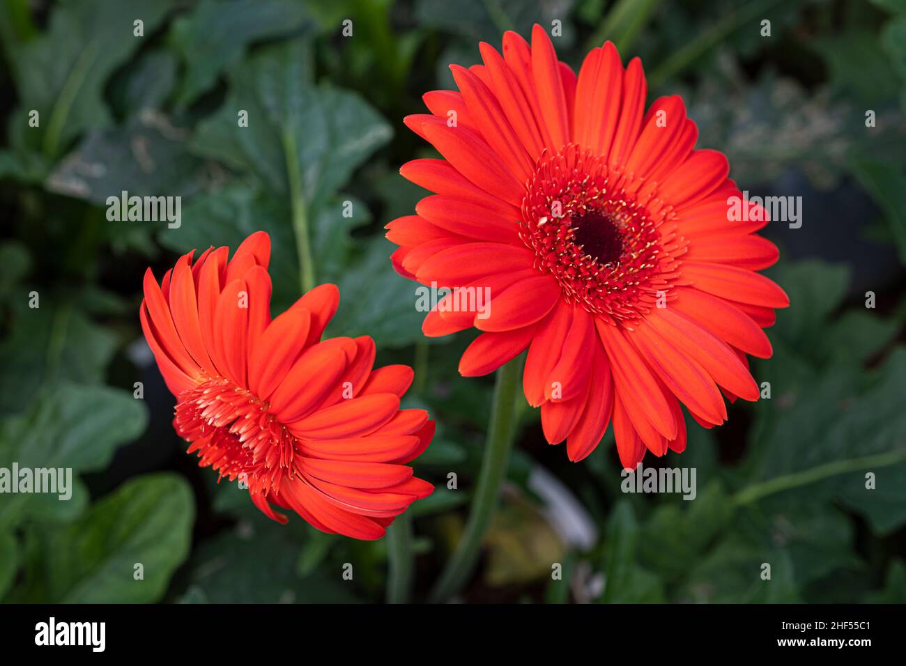 Gerbera, Flower with symbolic meaning of happiness and love Stock Photo ...